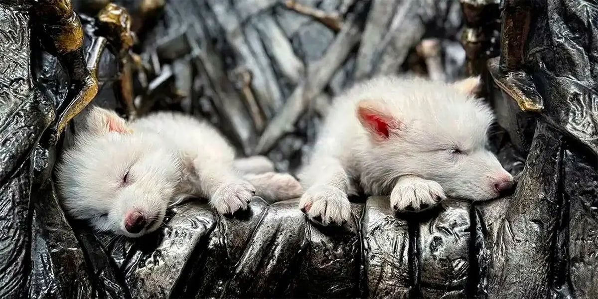 "Loup sinistre" ressuscité ? La science derrière le buzz–Poody